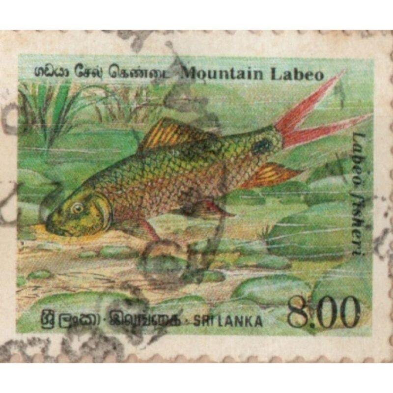8 Sri Lanka Mountain Labeo Used Stamp - lottzo.com